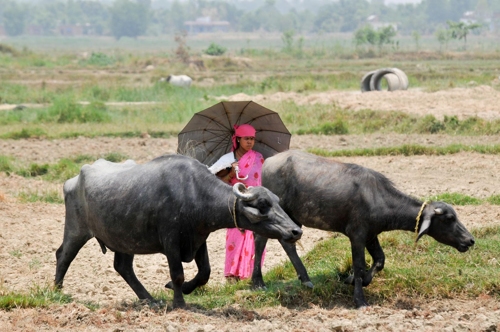 Veterinarians get data-savvy to map livestock health - DDI
